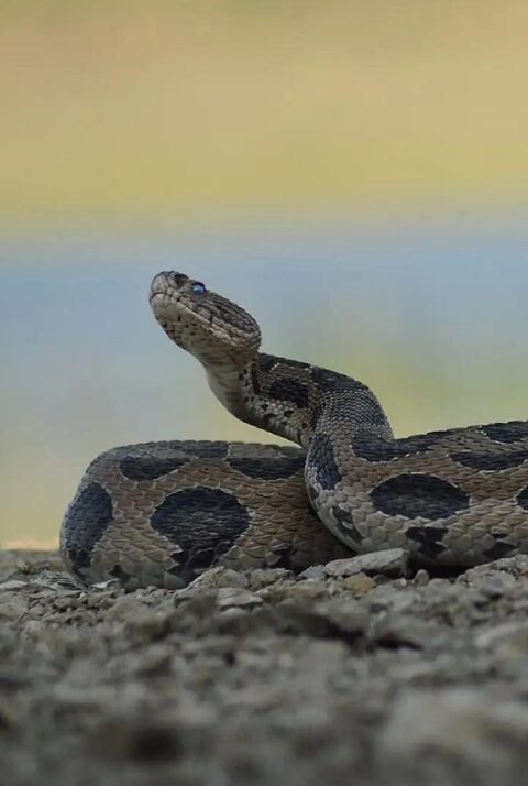 Russell’s Viper - Roar & Rove